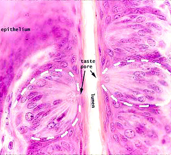 Taste Buds Microscope